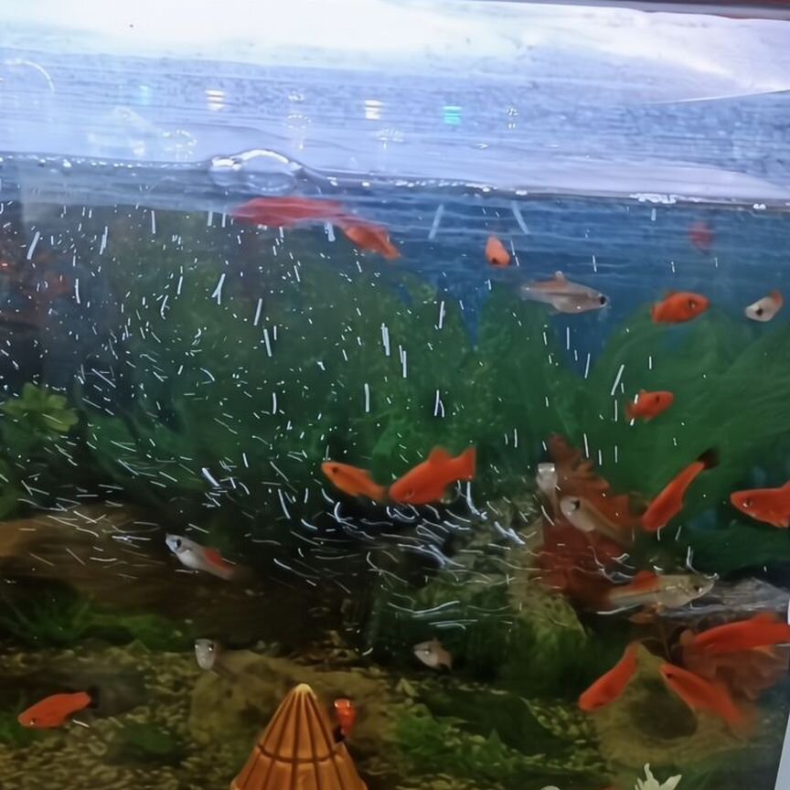 Меченосцы красные, зеленые