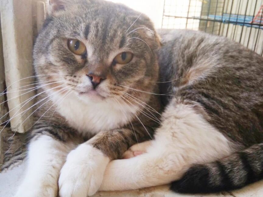 Кошки в добрые руки