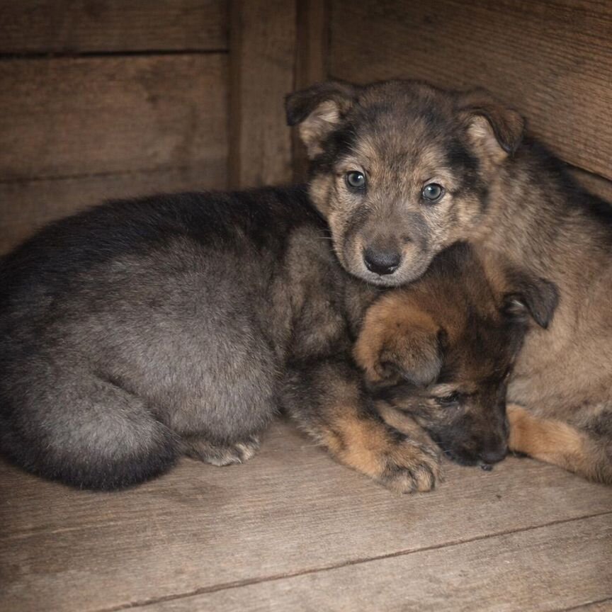 Щенок в добрые руки