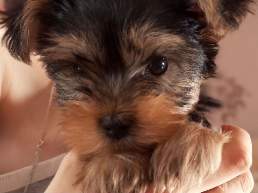 Йоркширский терьер щенок стандарт