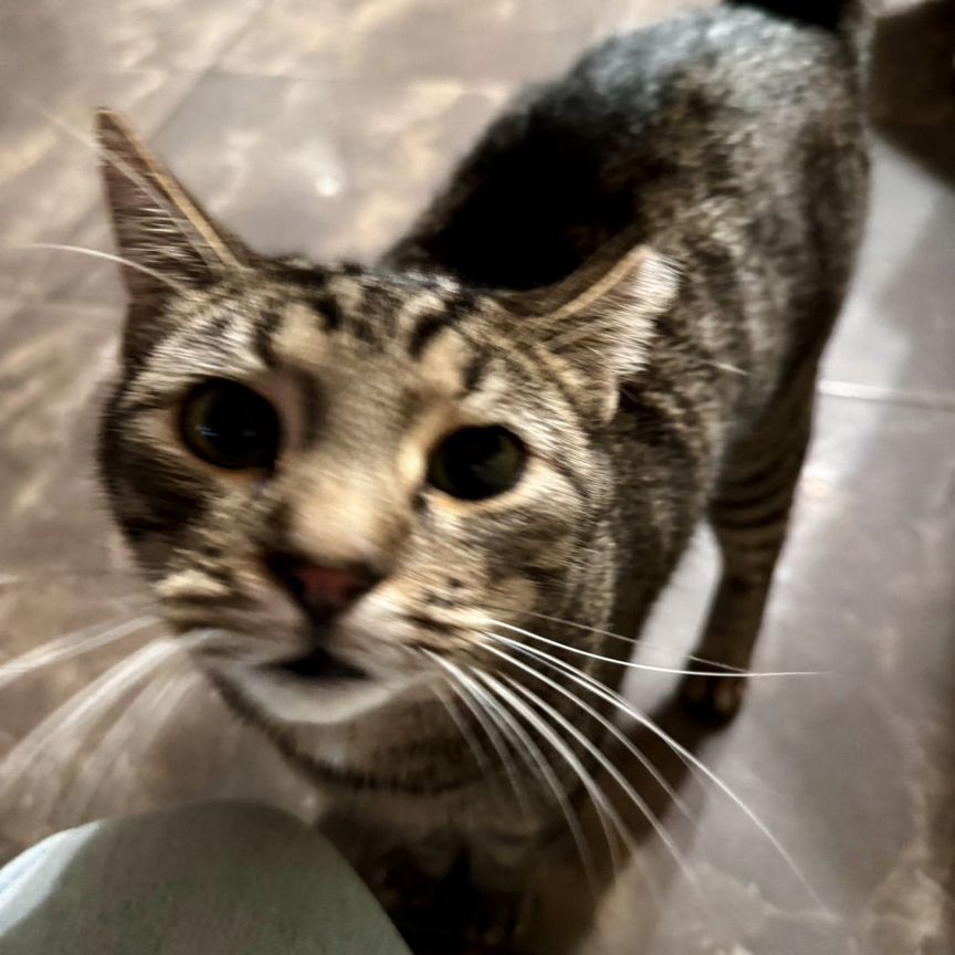 Миленький котик