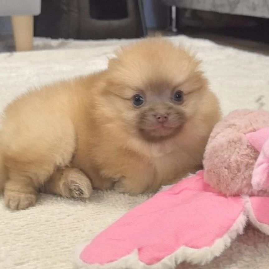 Померанский шпиц, щенок