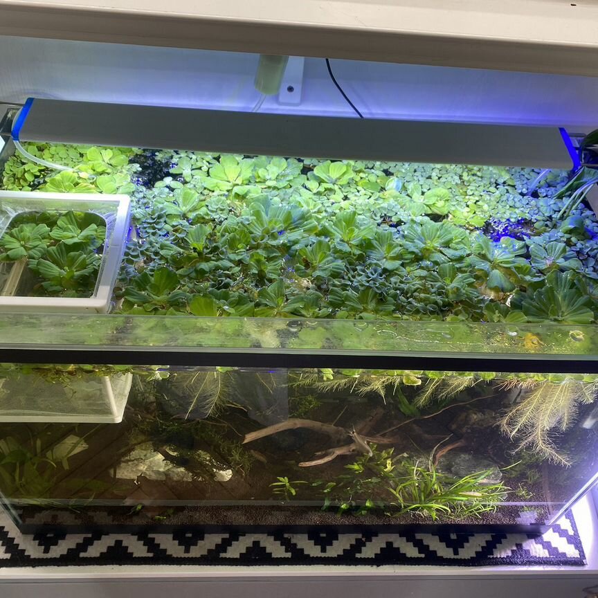 Пистия и сальвиния