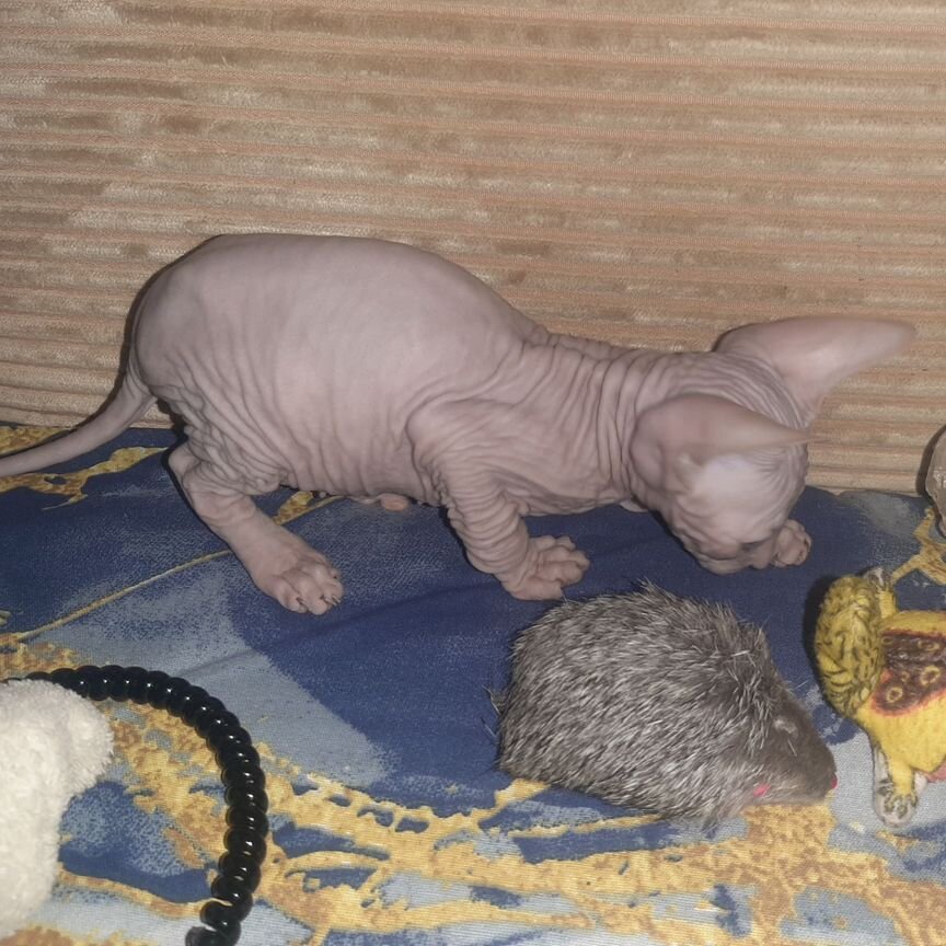 Донской сфинкс котёнок