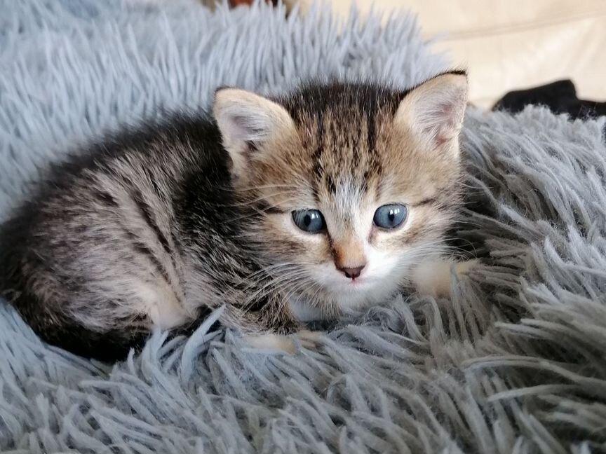 Котик