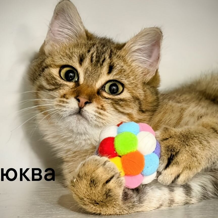 Котёнок в добрые руки