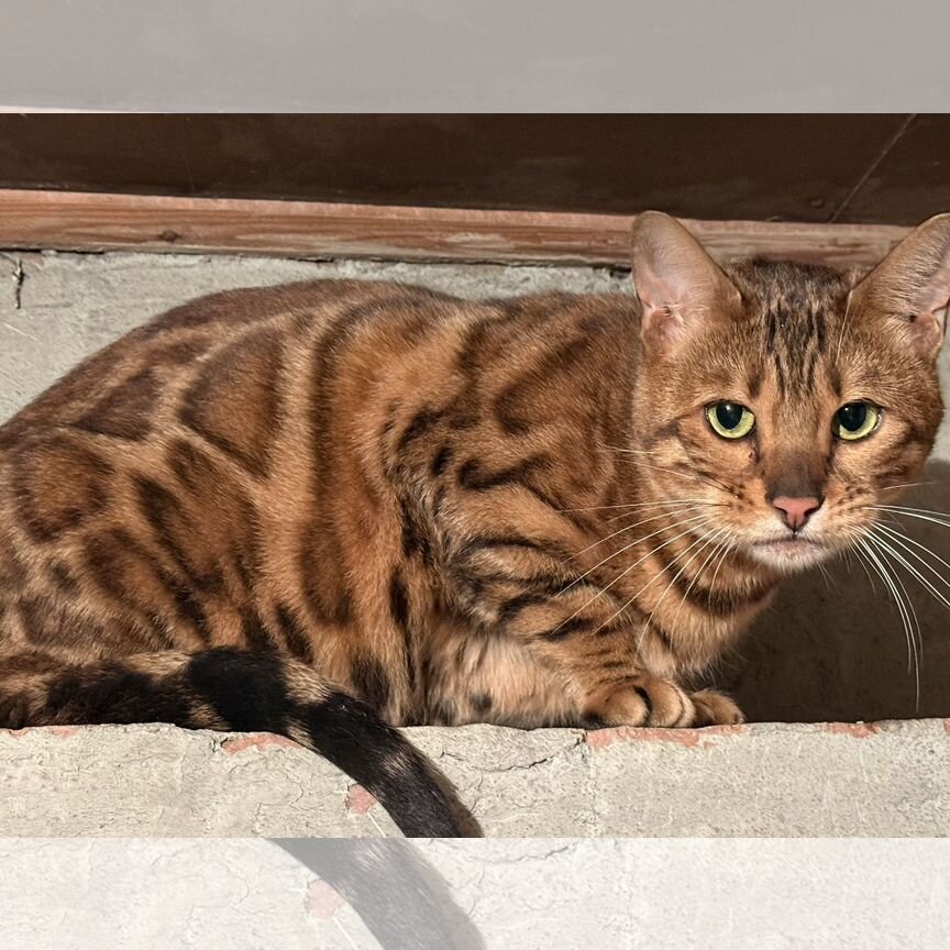 Бенгальская, взрослая кошка