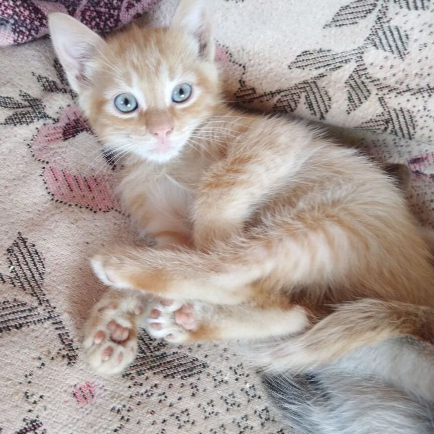 Отдам в добрые руки котята 2 месяца