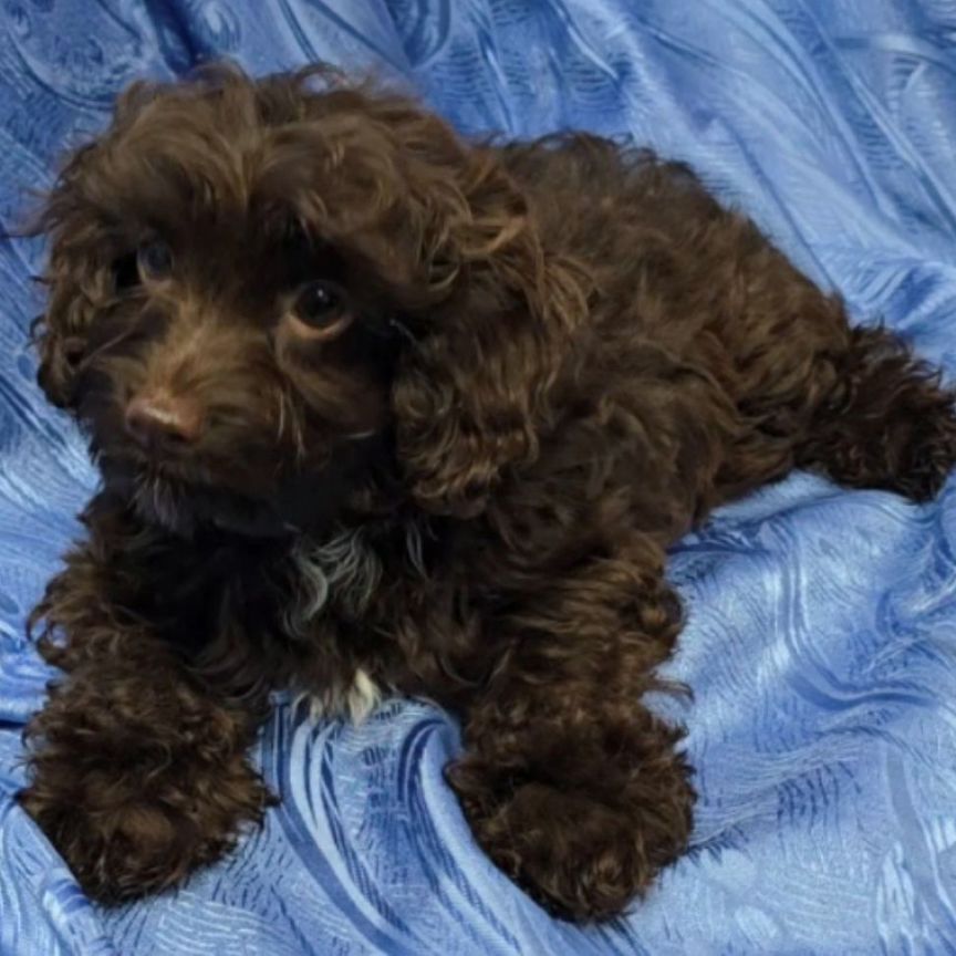 Мальтипу, щенок