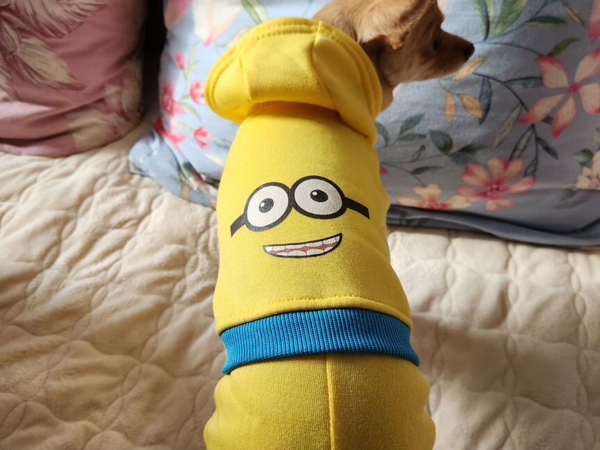 Одежда для собак чихуахуа