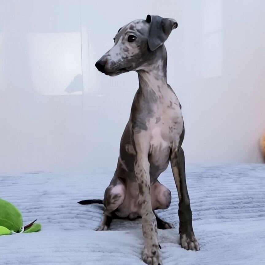 Левретка, щенок