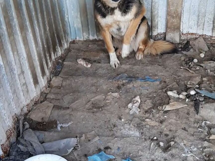 Собаки из приюта