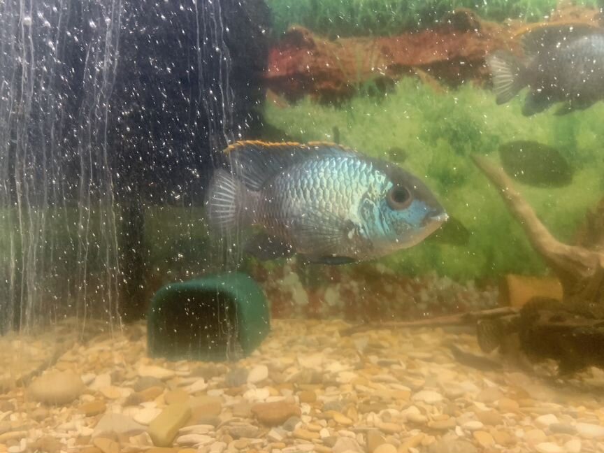 Рыба неоновая нанакара