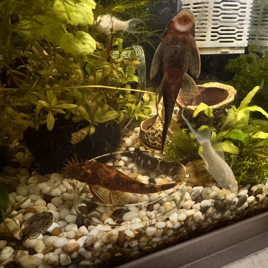 Продам сомиков анцитрусов