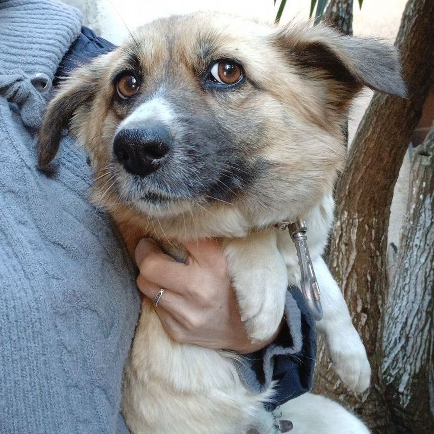 Взрослая собака в добрые руки