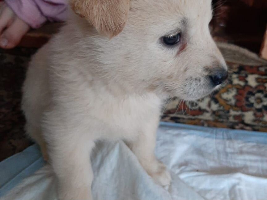 Щенки в добрые руки