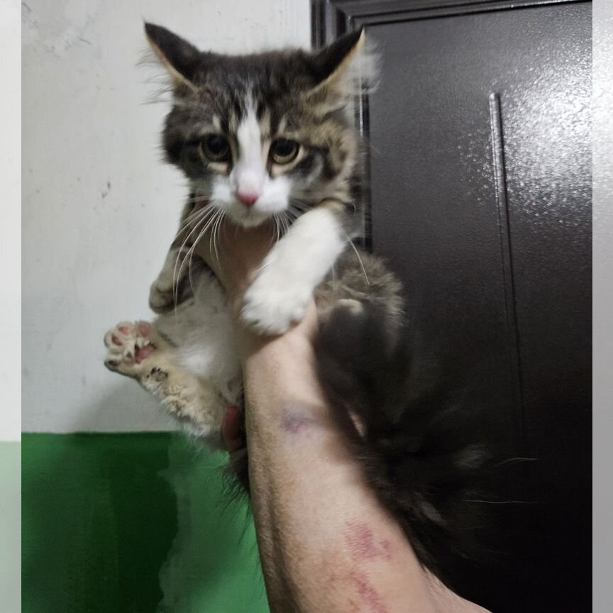 Котёнок в добрые руки