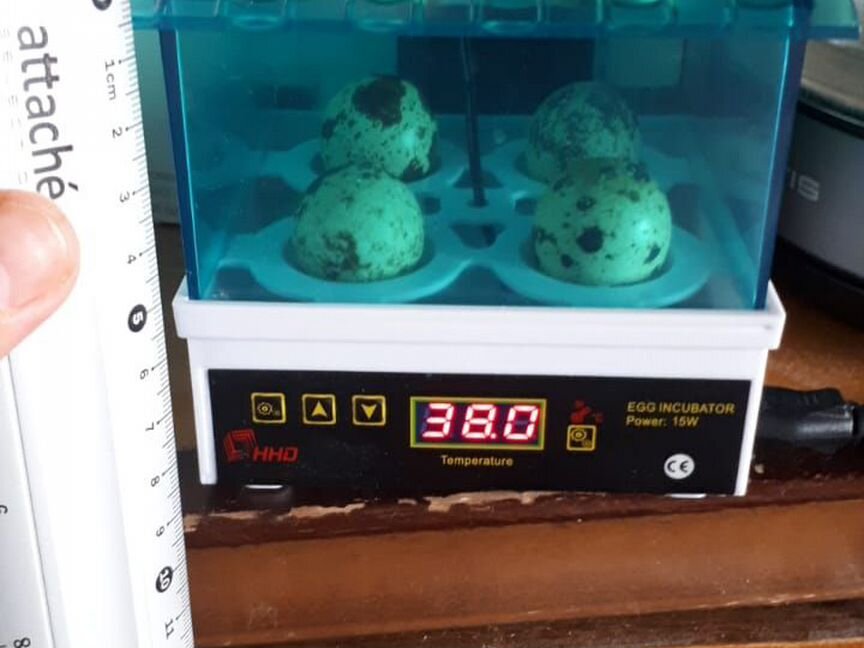 Инкубатор на 4 яйца