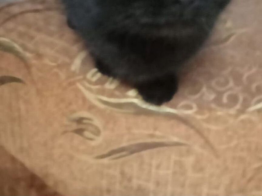 Кошки в добрые руки бесплатно