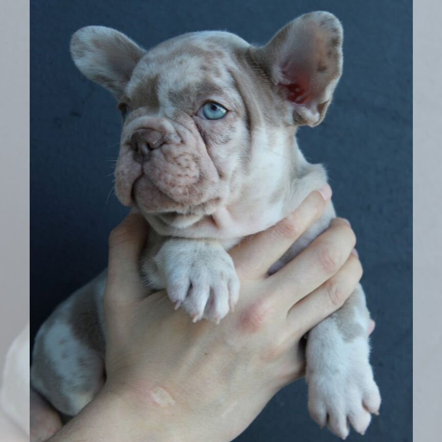 Французский бульдог, щенок