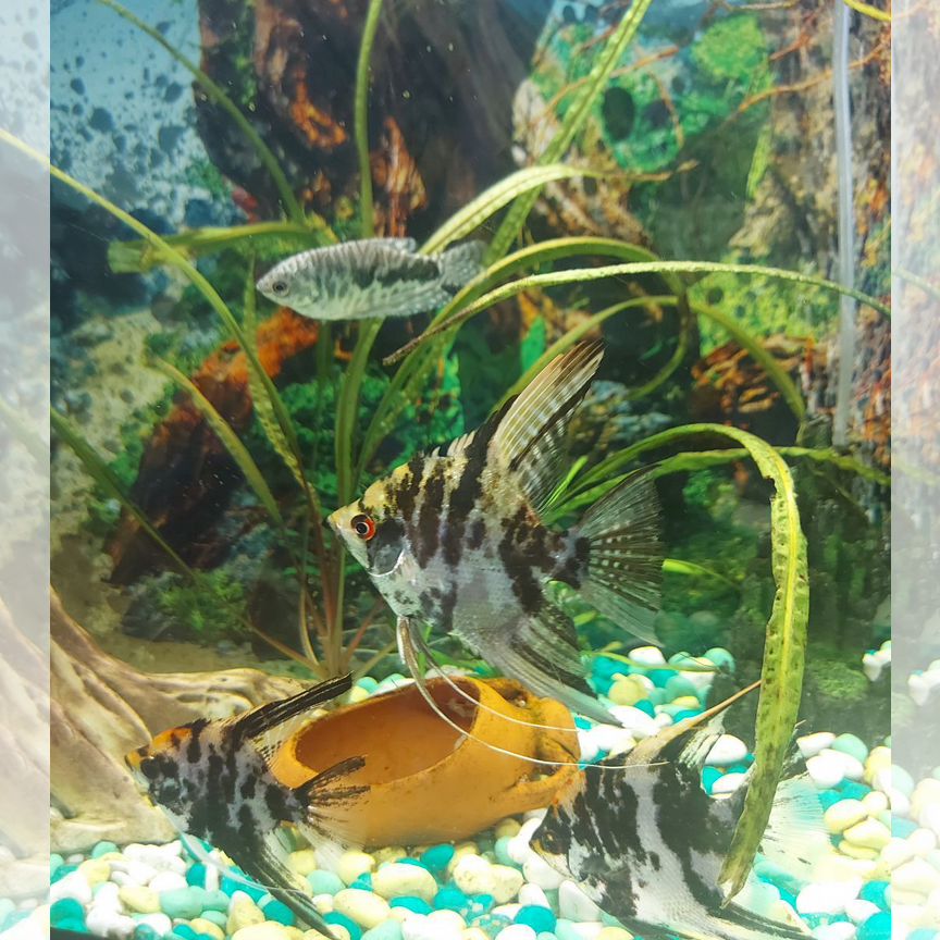 Аквариумные рыбки. Барбусы и гурами