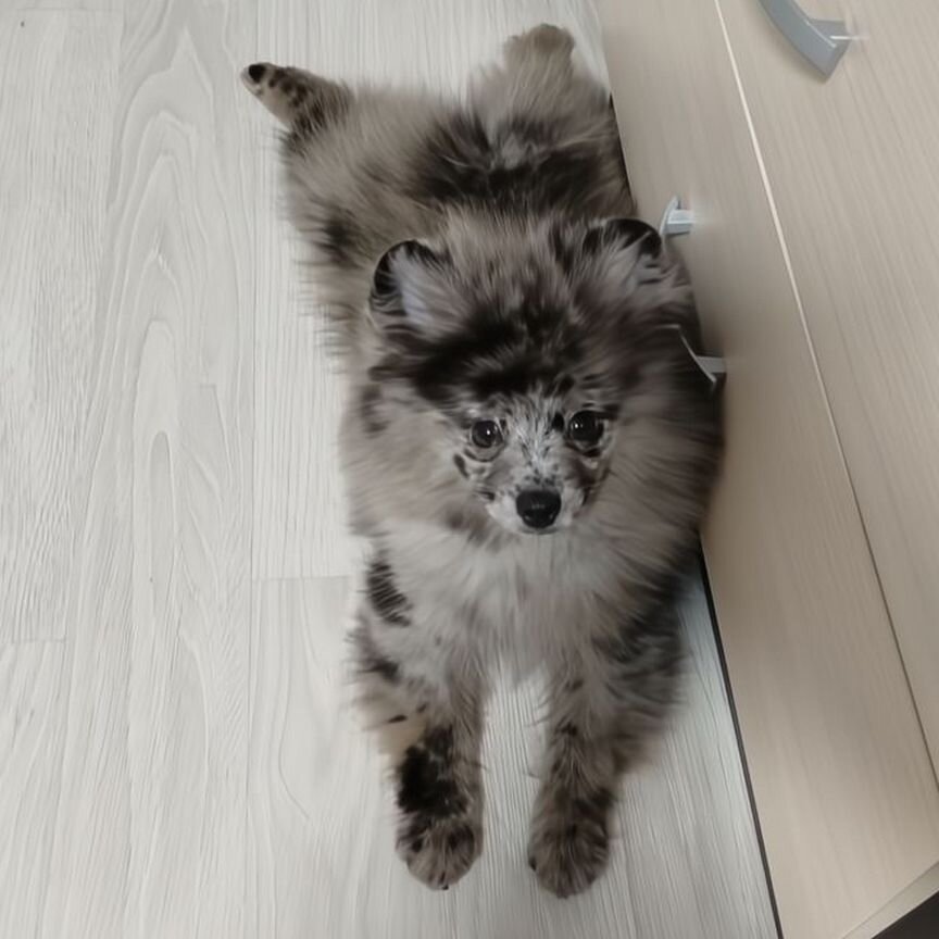 Померанский шпиц, щенок