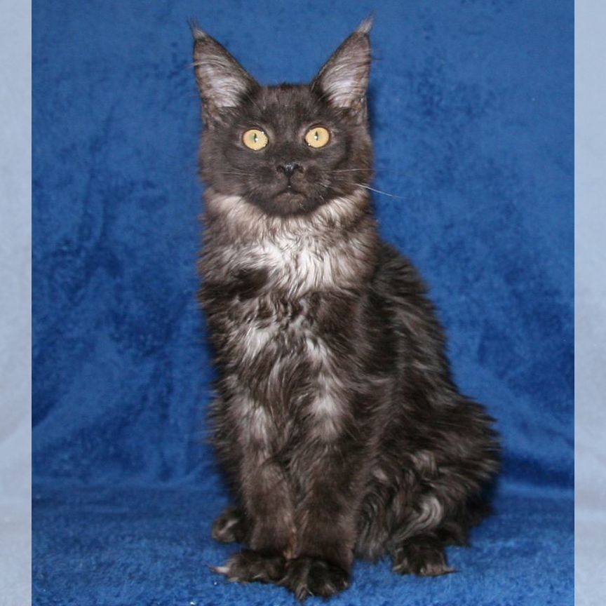 Мейн-кун котёнок