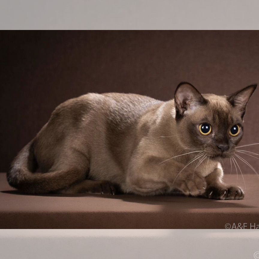 Европейский бурманский котёнок