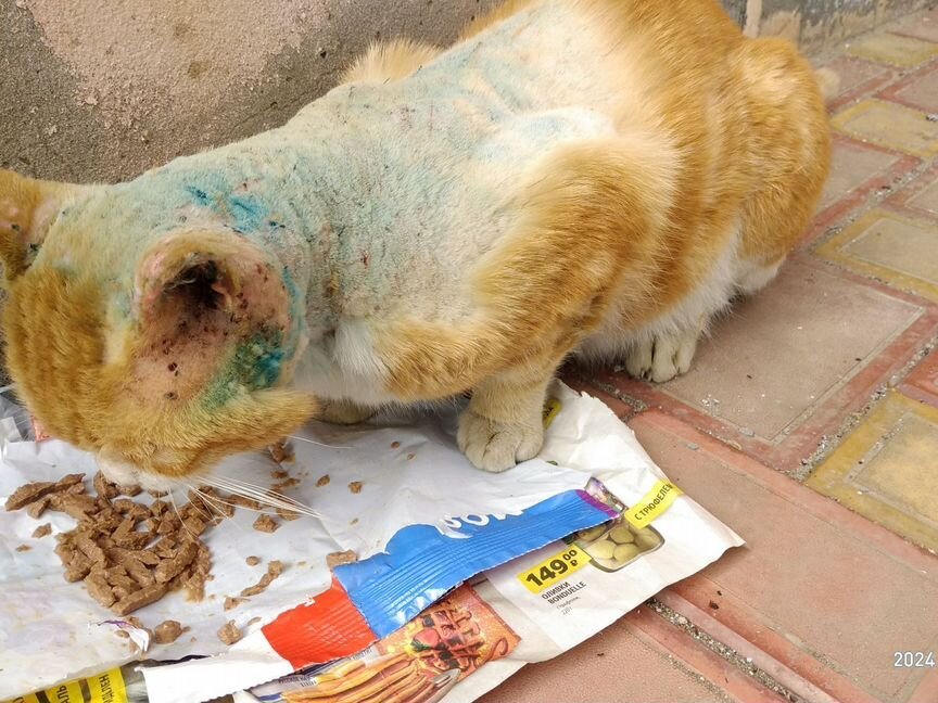 Котик.земля из под ног