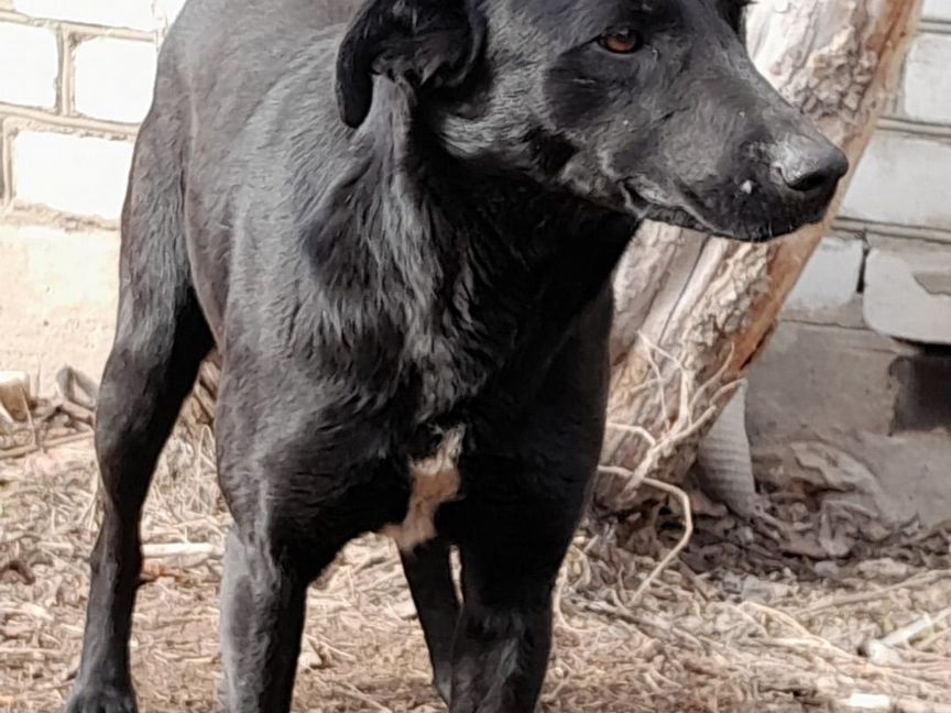 Собака в добрые руки