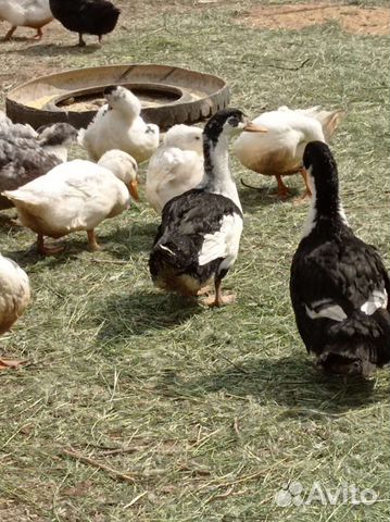 Утки живым весом