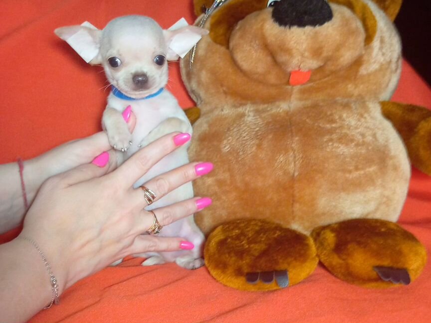 Чихуахуа щенок мальчик