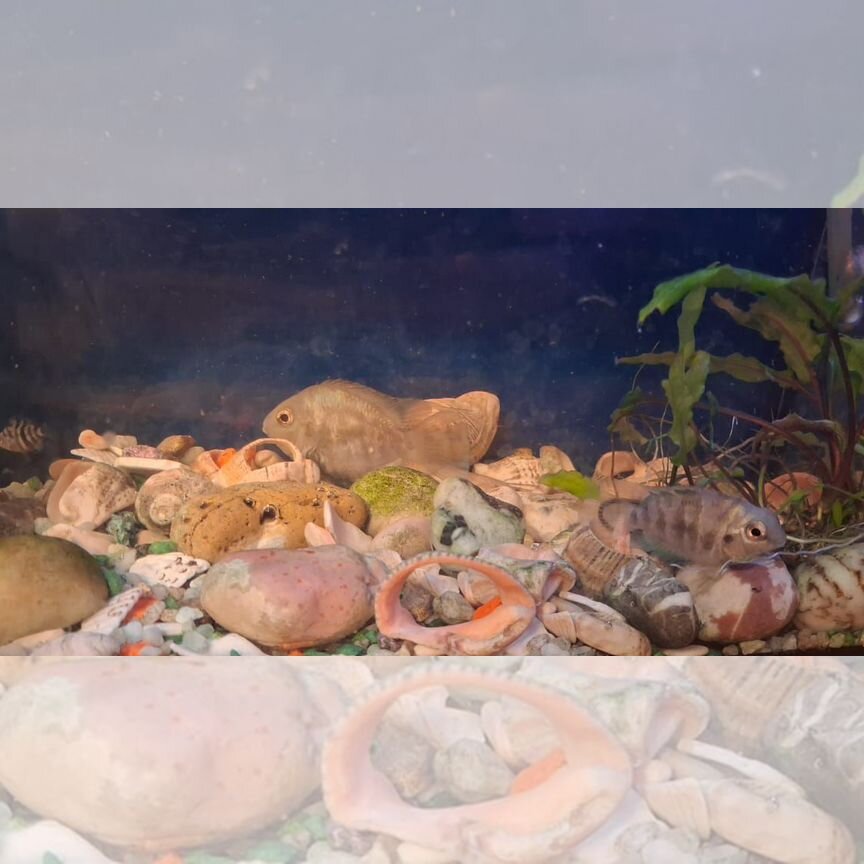 Аквариумные рыбки цихлиды