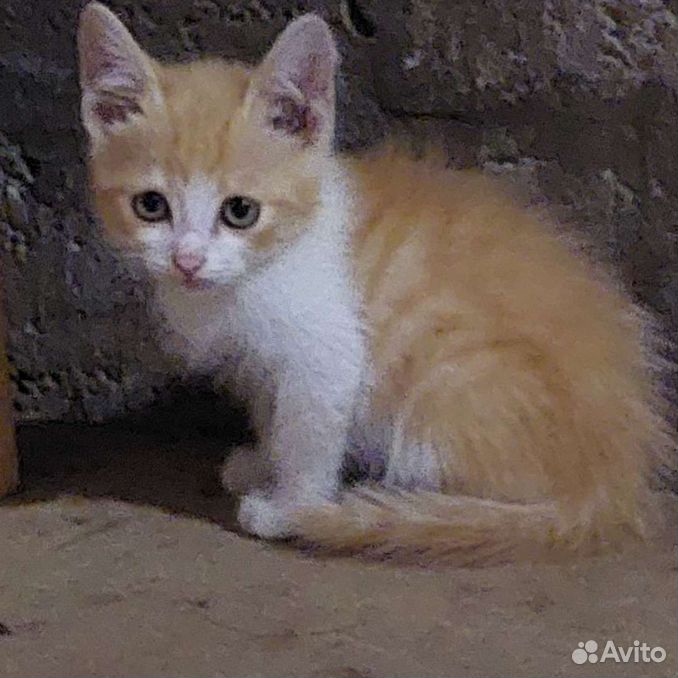 Котята найденыши