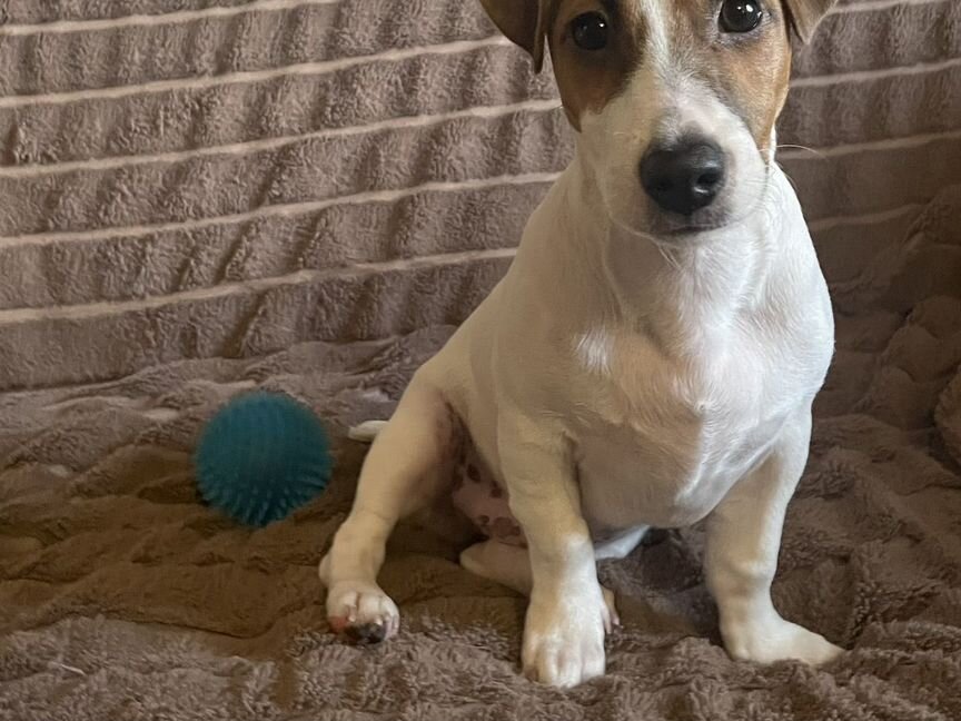 Щенки джек рассел терьер