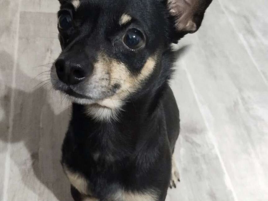 Той-терьер кабель на вязку