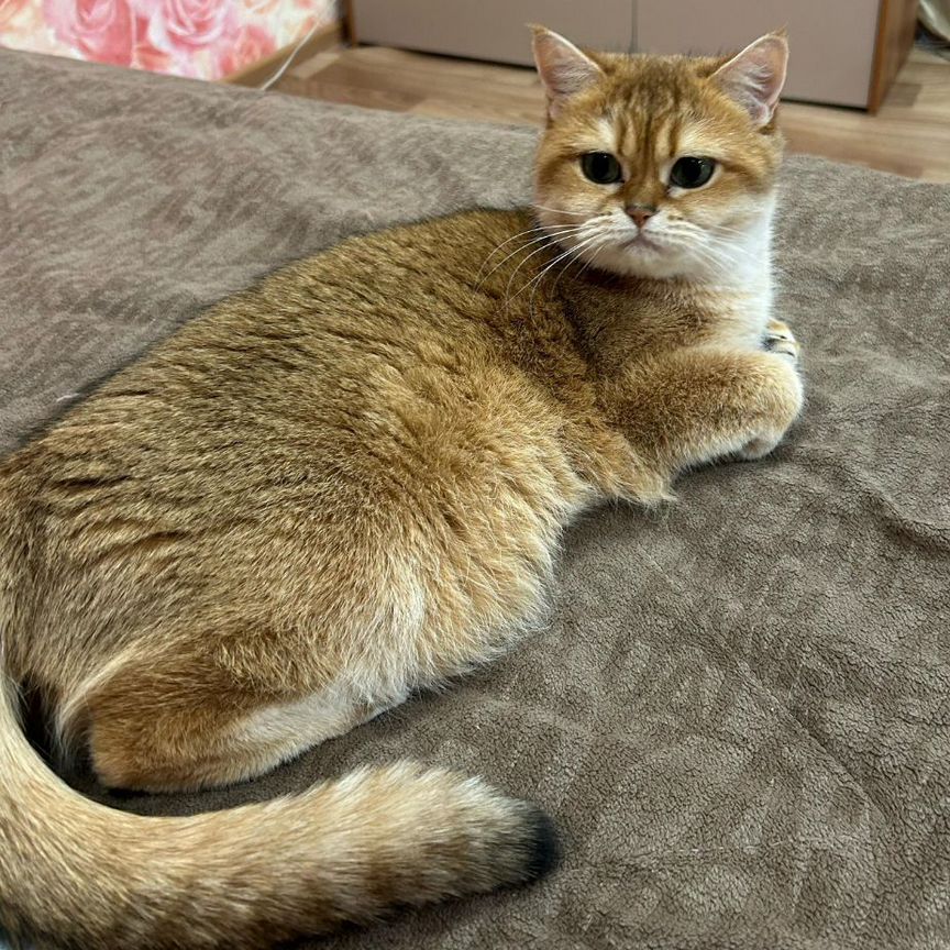 Кошка британка 6 лет не стерелизована