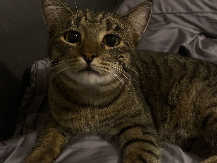 Ищем добрые руки для нежнейшего мальчика Ричарда