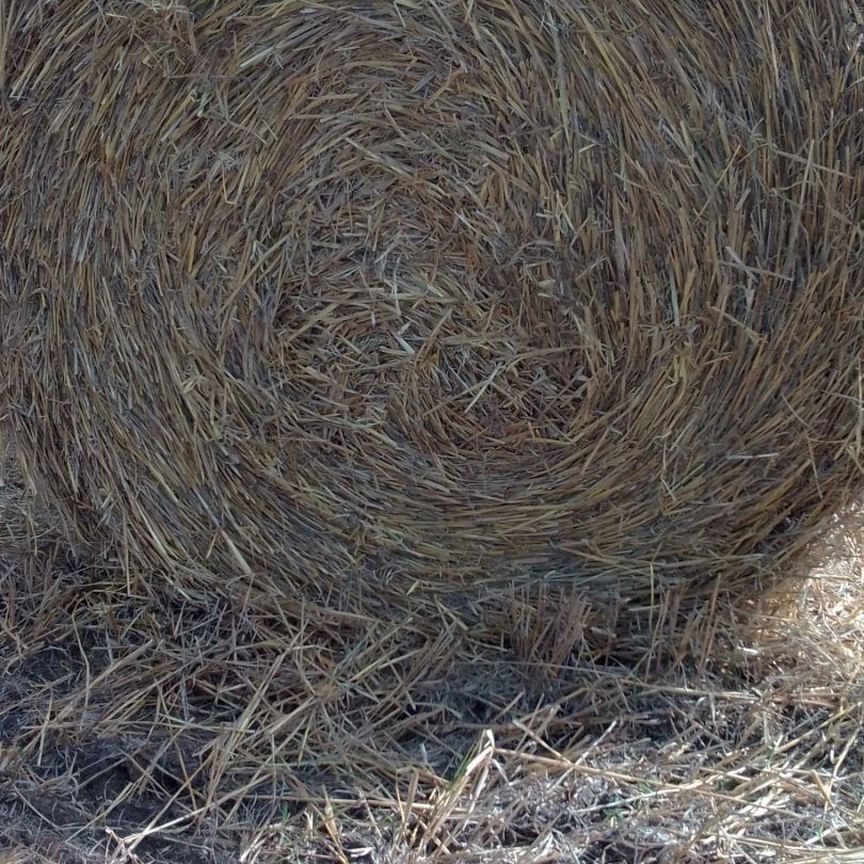 Продам сено в рулонах