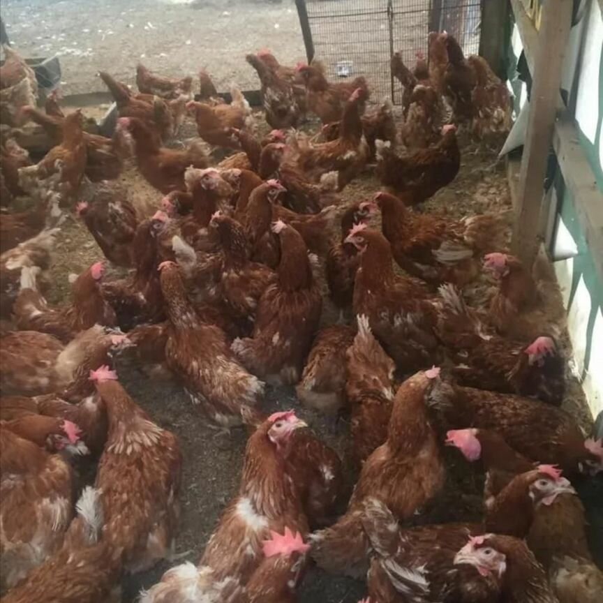 Курица несушка