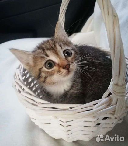 Котёнок