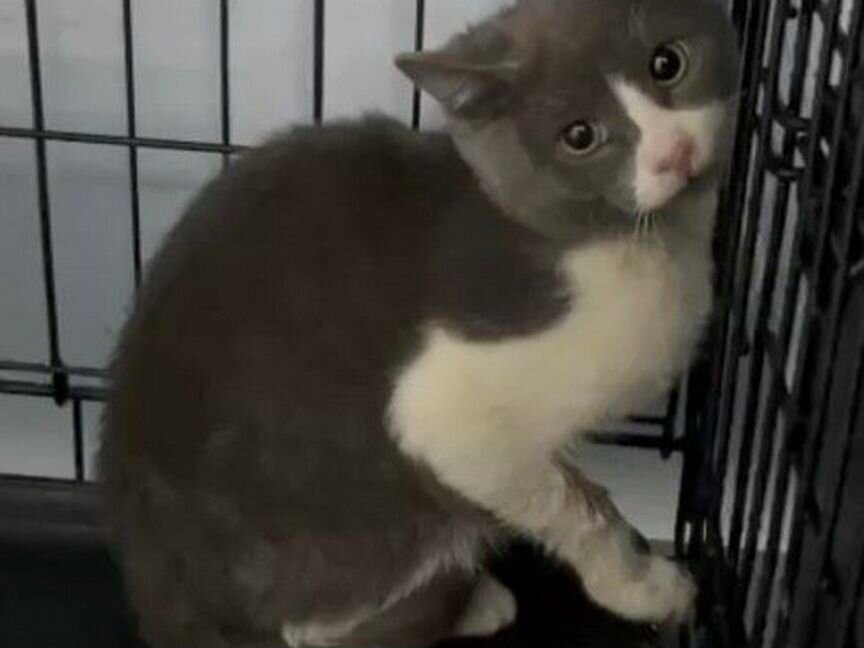 Серый котёнок Поль (3 мес) в добрые руки