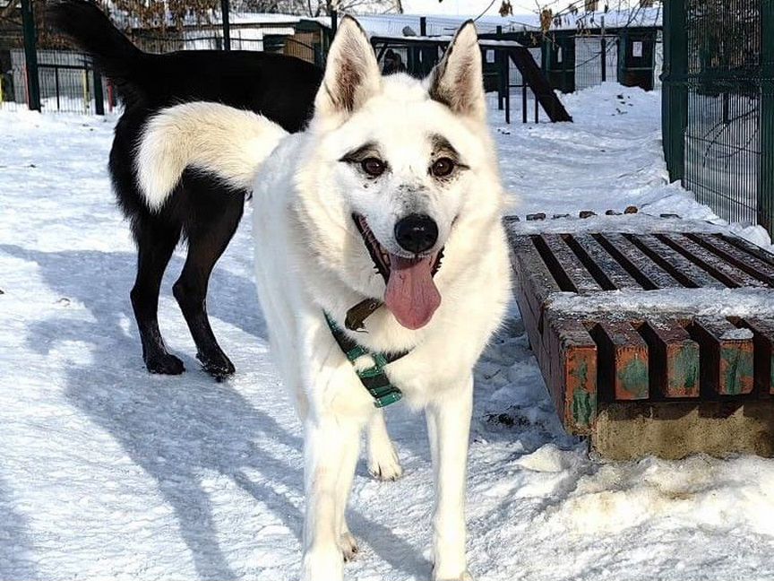 Собака с уникальным окрасом тоскует в приюте