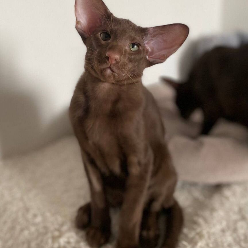 Ориентальные котята