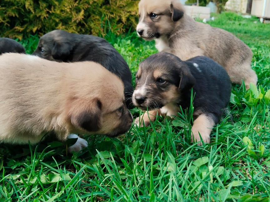 Собака в добрые руки