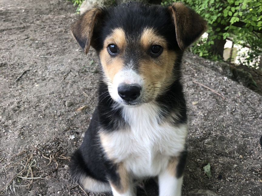 Щенки дворянской породы в добрые руки