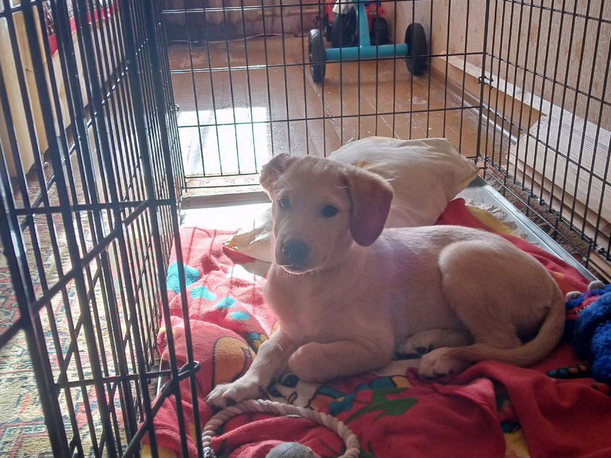 Щенки лабрадора