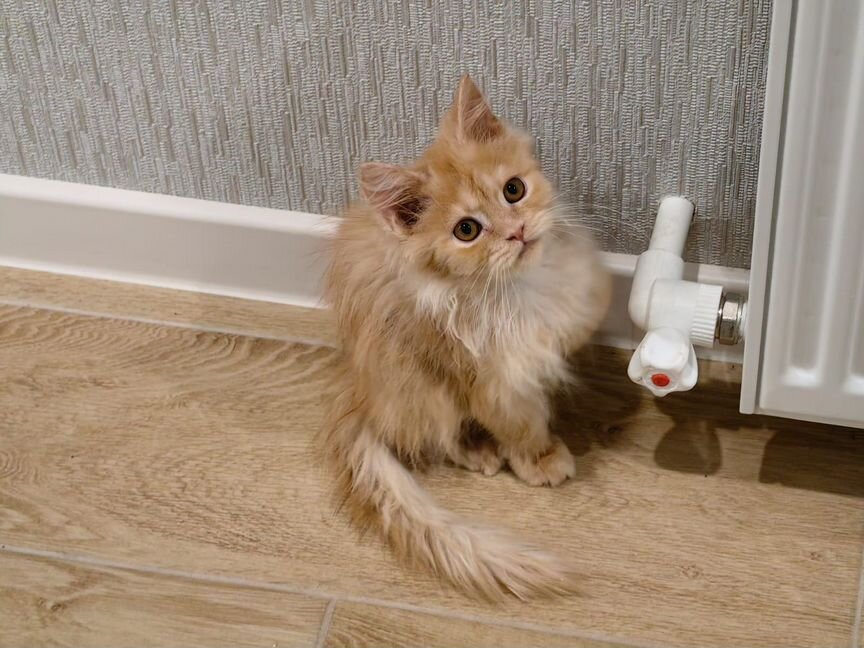 Котёнок-девочка с Грампи-кэт-улыбкой в добрые руки