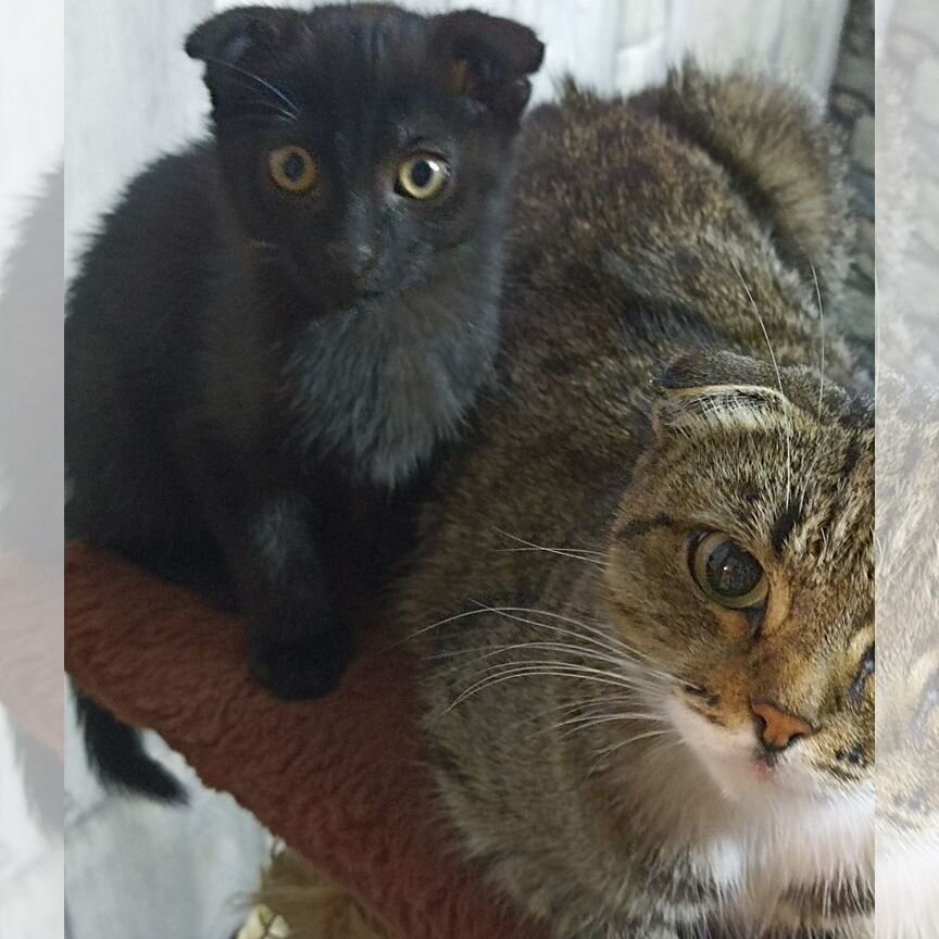 Вислоухие котята