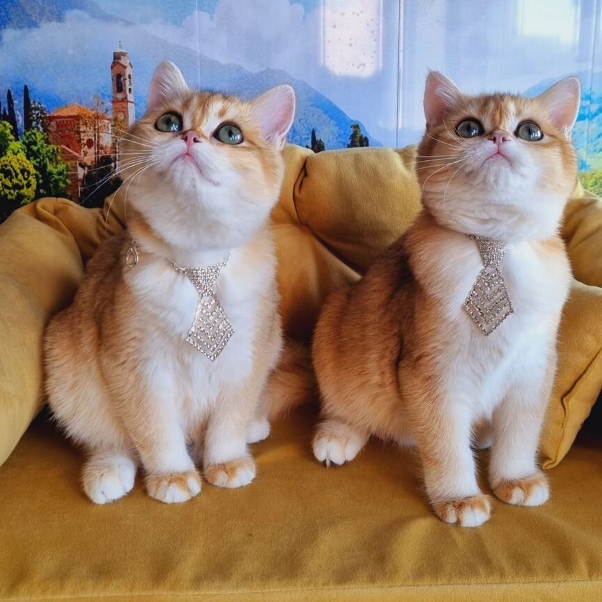 Шотландский мальчик SFS 71 ny12